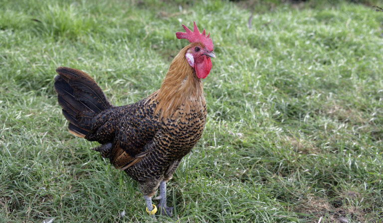 Campine Chicken Breed Profile - The Hip Chick