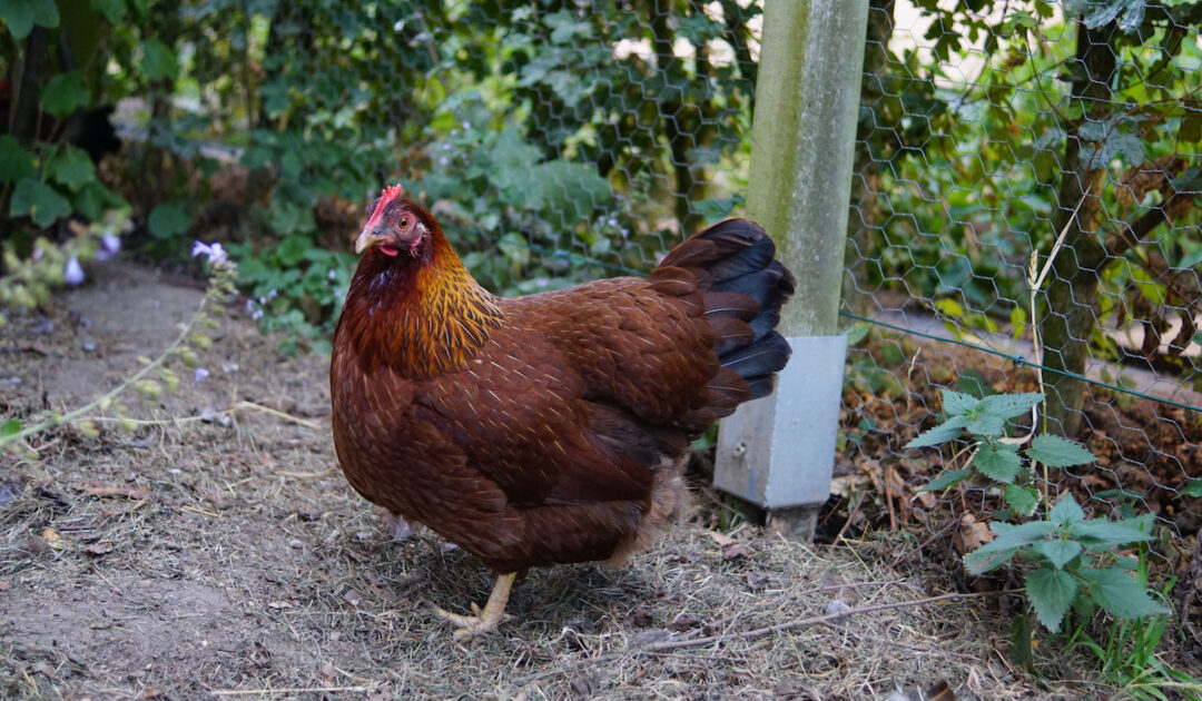 Welsummer Chicken Breed Profile - The Hip Chick