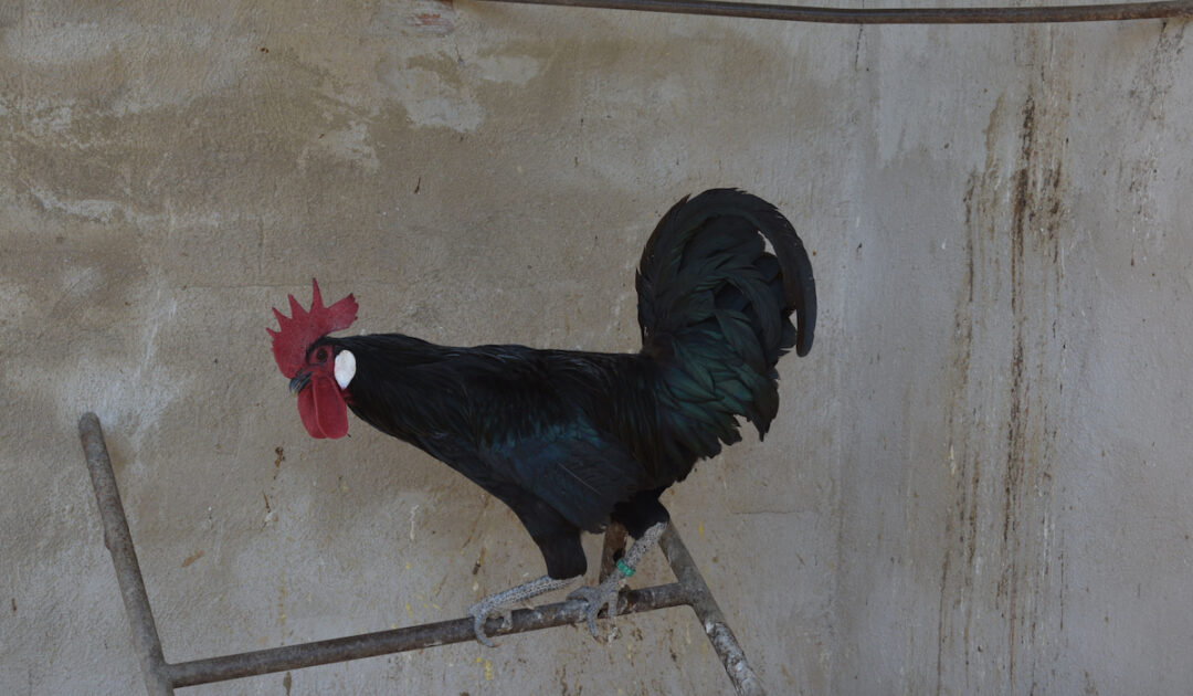 Minorca Chicken Breed Profile - The Hip Chick