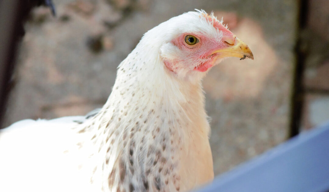 Delaware Chicken Breed Profile - The Hip Chick