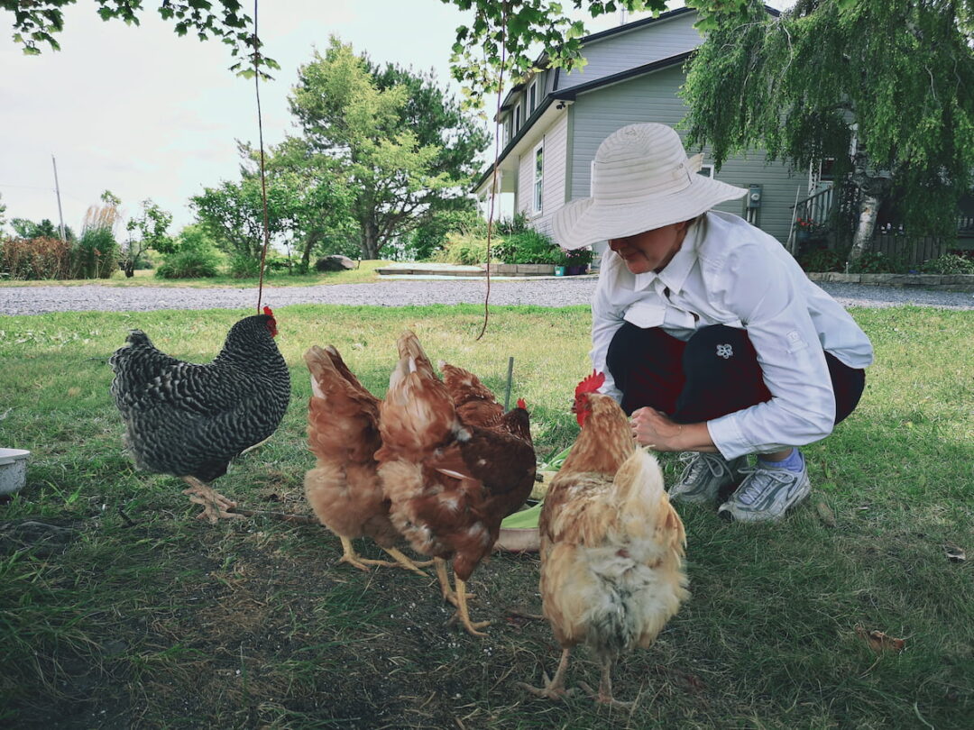 How to Train Chickens to Come When Called (9 Tips) - The Hip Chick