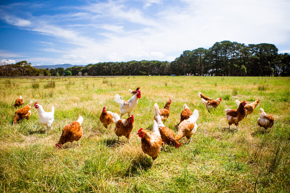 How to Train Chickens to Come When Called (9 Tips) - The Hip Chick