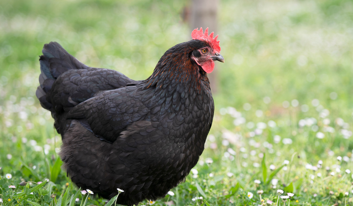 Maran Chicken Breed Profile - The Hip Chick