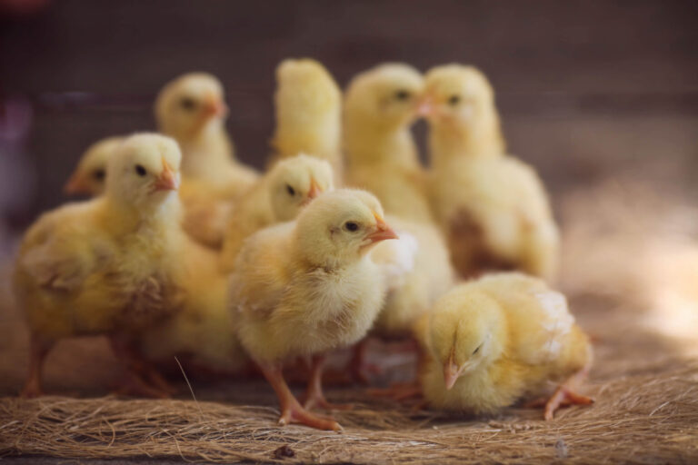 How Old Are Chicks When You Buy Them? - The Hip Chick