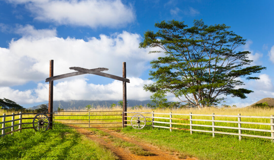 6 Best Egg Laying Chickens for Hawaii - The Hip Chick