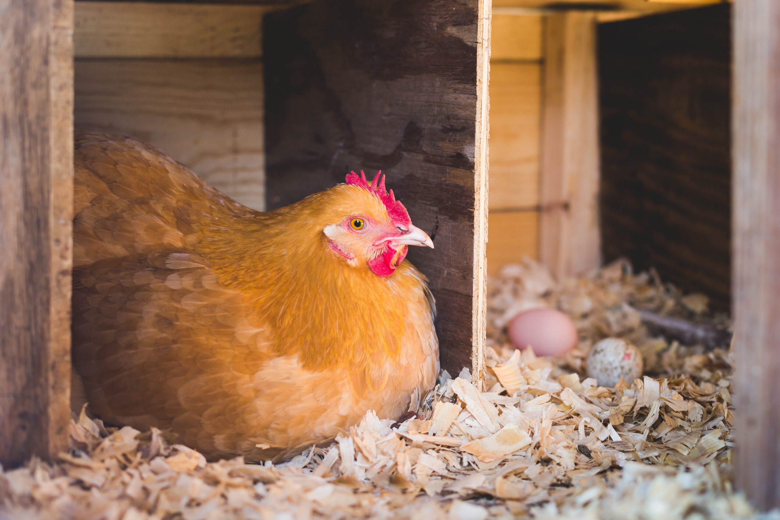Buff Orpington Chicken Breed Profile - The Hip Chick