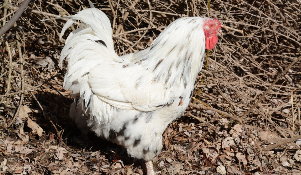 Chantecler Chicken Breed Profile - The Hip Chick