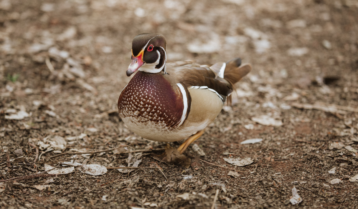 7 Ways To Help A Duck With A Hurt Leg - The Hip Chick