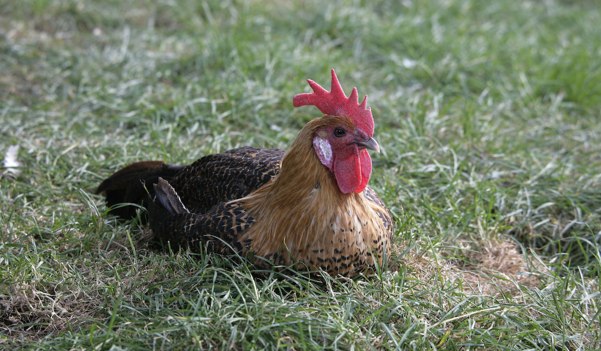 Campine Chicken Breed Profile - The Hip Chick