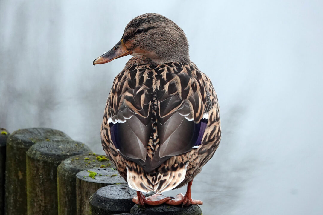 Friendliest Duck Breeds - The Hip Chick