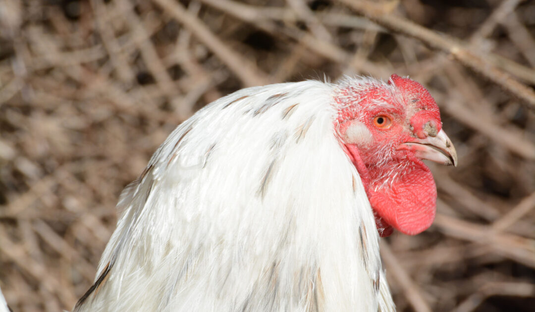 Chantecler Chicken Breed Profile - The Hip Chick