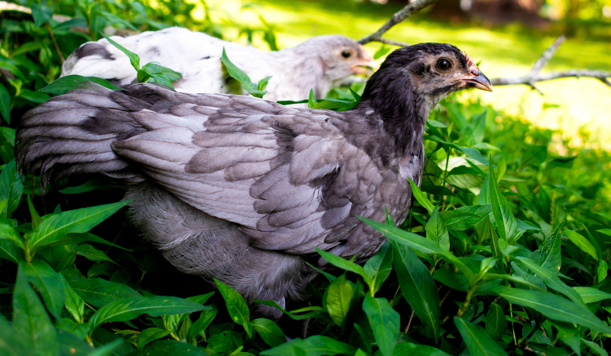 Langshan Chicken Breed Profile - The Hip Chick