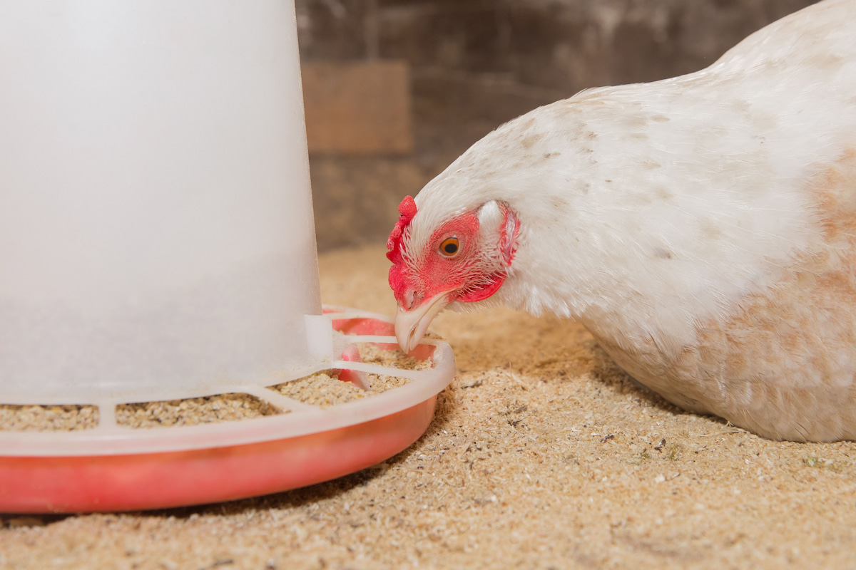 Can Chickens Eat Peas? - The Hip Chick