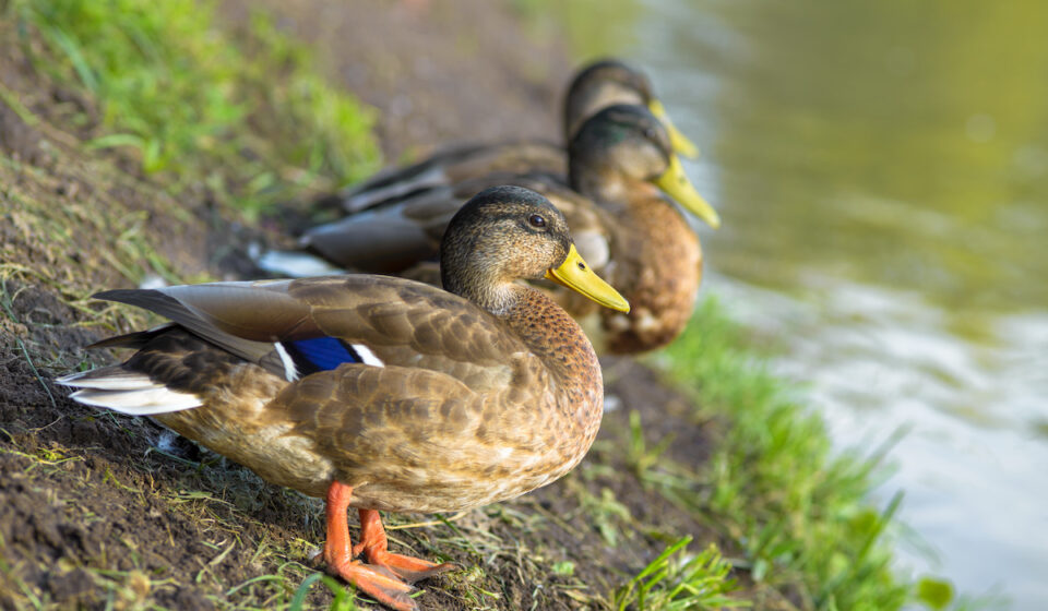 11 Small Duck Breeds - The Hip Chick