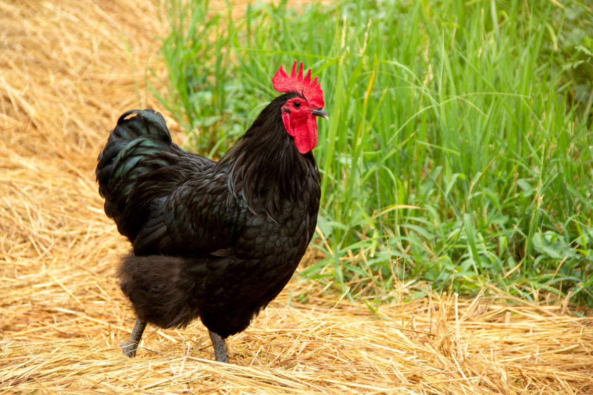 9 Best Egg Laying Chickens for Arizona - The Hip Chick