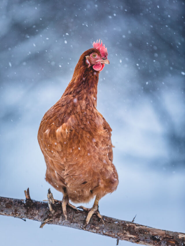19 Breeds of Domestic Chickens That Do Well in Cold Weather - The Hip Chick