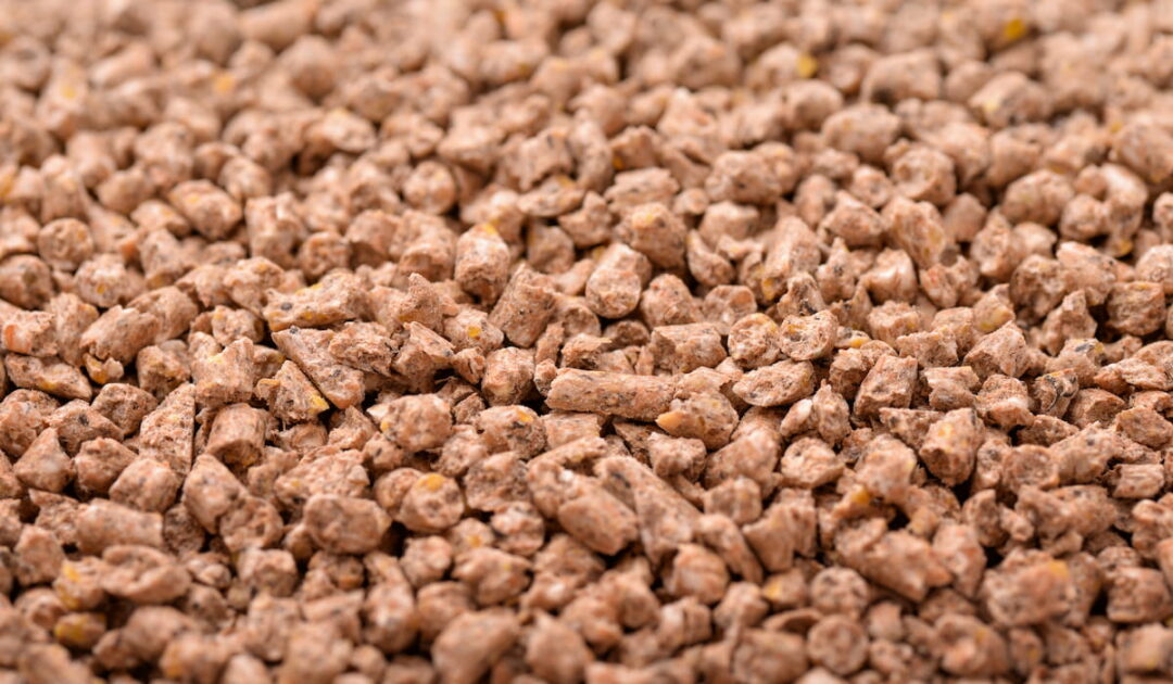 Easy Guide to Feeding Your Pet Emu - The Hip Chick