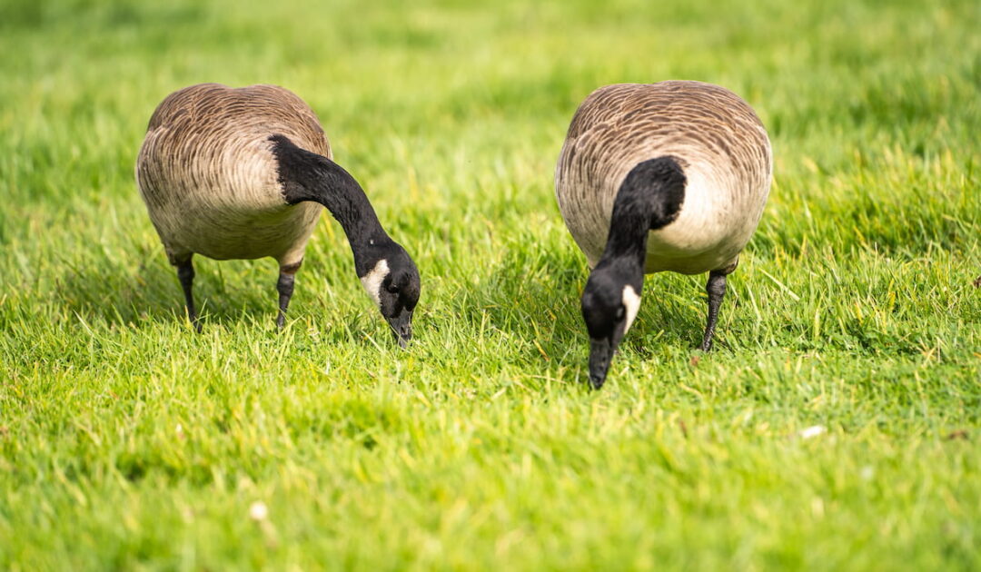 7 Fruits and Vegetables Geese Love to Eat - The Hip Chick