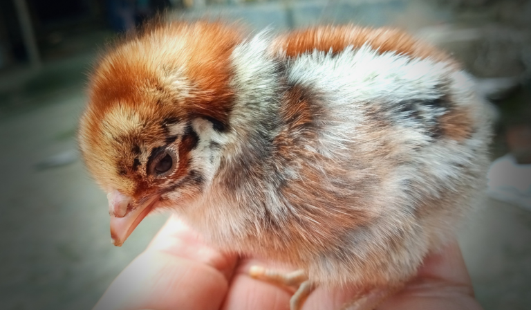 Egyptian Fayoumi Chicken Breed Profile - The Hip Chick