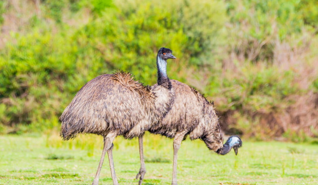 Can Emus Fly? - The Hip Chick