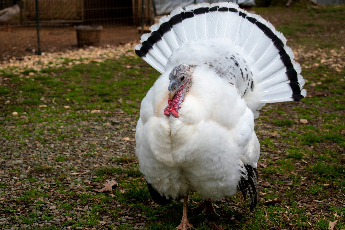 225+ Female Turkey Names - The Hip Chick