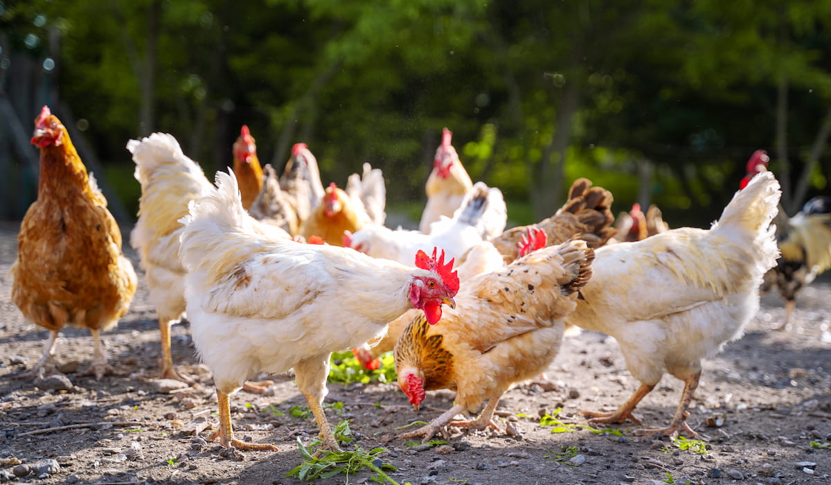 11 Seeds Chickens Love to Eat - The Hip Chick