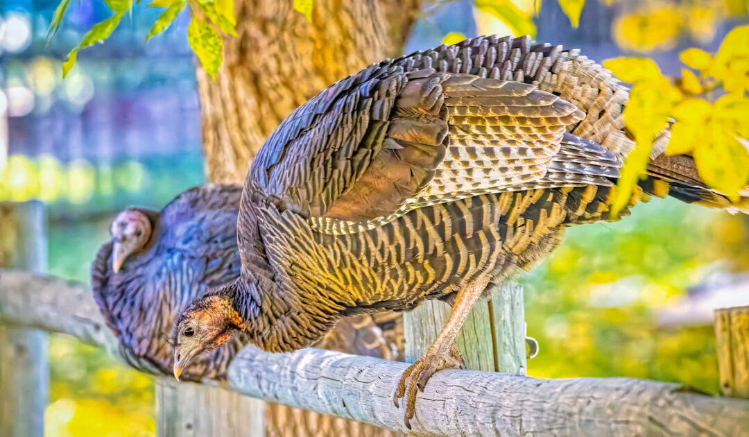 225+ Female Turkey Names - The Hip Chick