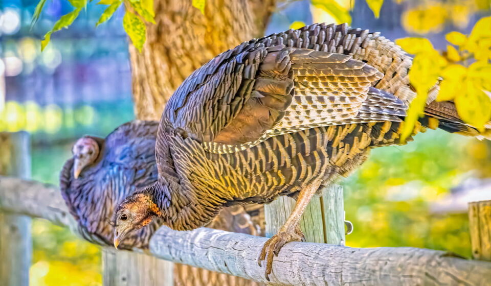 225+ Female Turkey Names - The Hip Chick