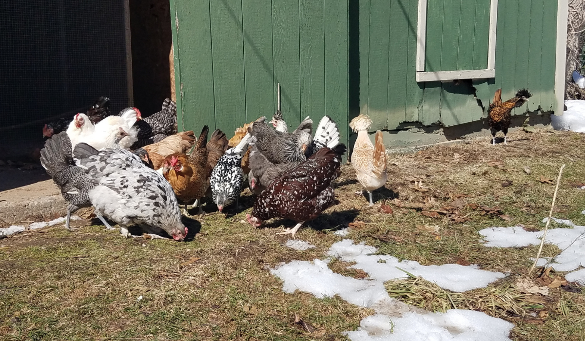 Egyptian Fayoumi Chicken Breed Profile - The Hip Chick