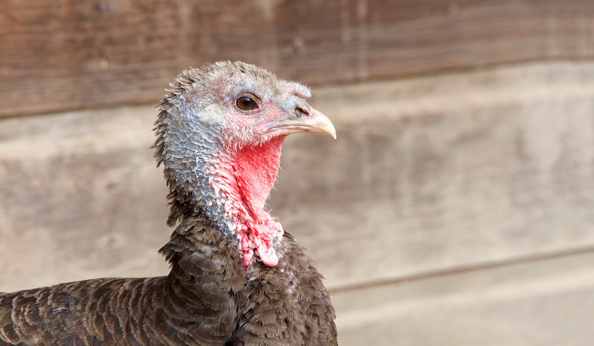 225+ Female Turkey Names - The Hip Chick