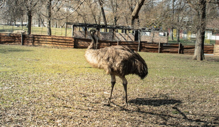 How Much Space Does an Emu Need? - The Hip Chick