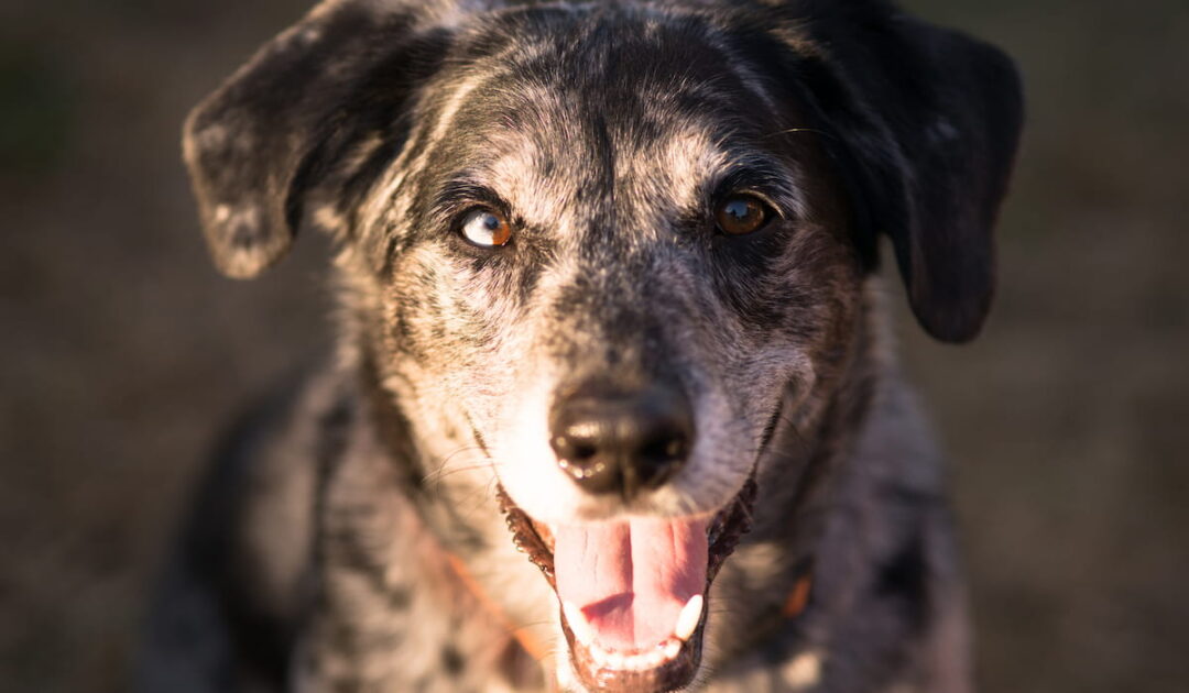 3 Animals You Should Not House With an Emu - The Hip Chick