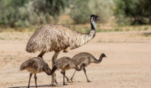 How Much Do Emus Cost? (and Where to Buy Them) - The Hip Chick