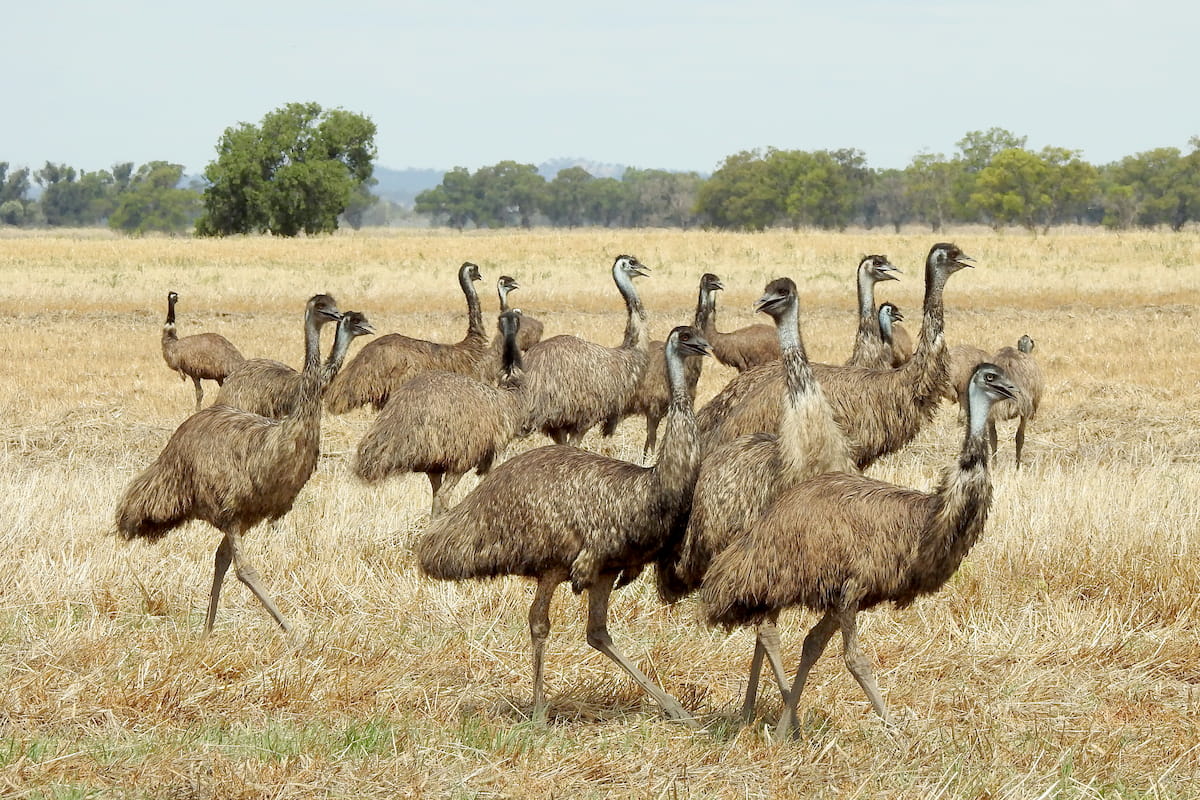 10 Animal Companions for Your Emu - The Hip Chick